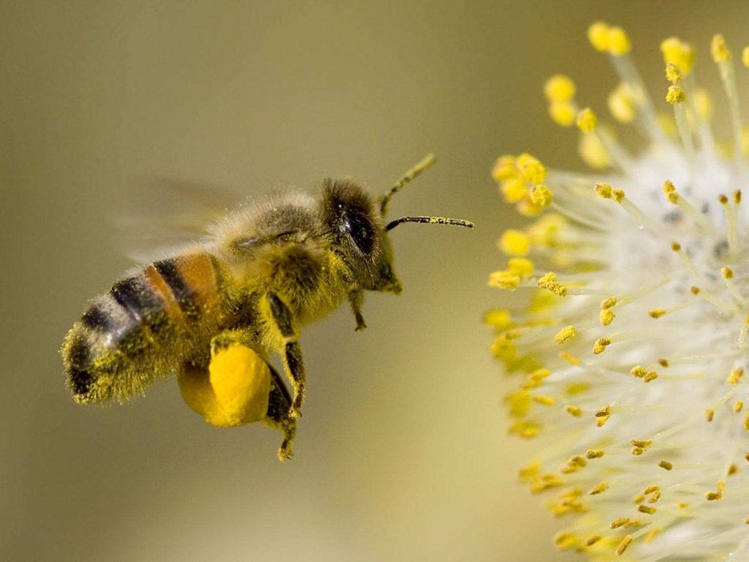 All About Bees: The Harmful And Harmless – Cimex Control